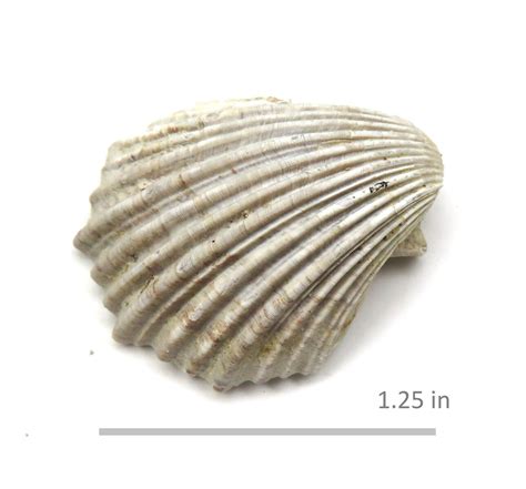 The Fossil Forum Fossils Paleontology Science