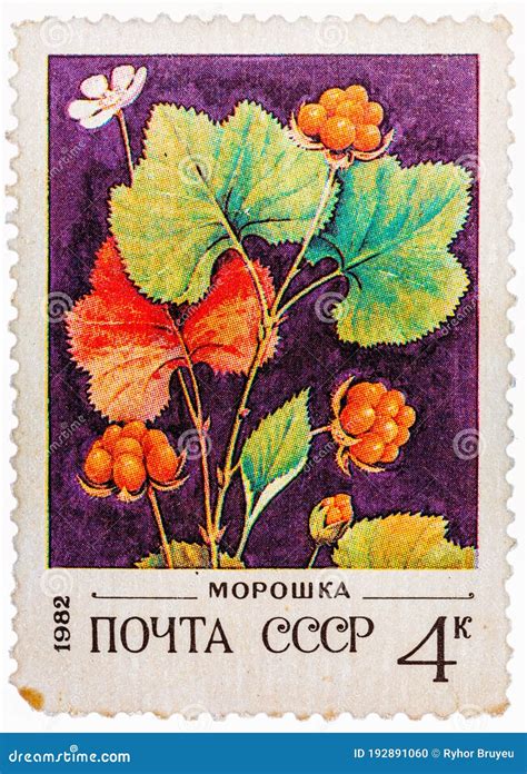 Post Stamp Printed In USSR CCCP Soviet Union Shows Image Of Blackberries Editorial Image