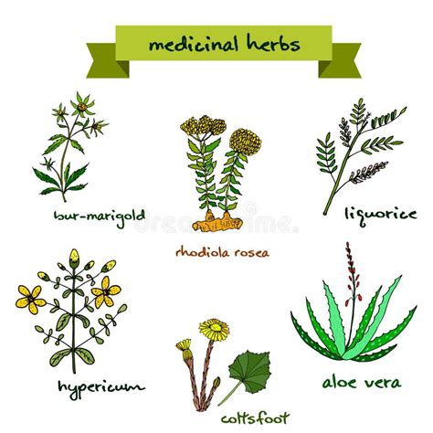 Plantas Medicinais Ilustração Desenhada Mão Ilustração Do Vetor