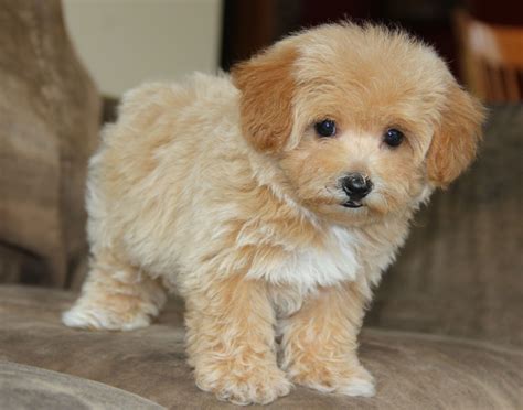 Full Grown Teacup Maltipoo