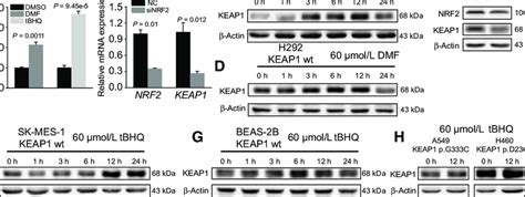 Keap1 Expression Alterations Under Nrf2 Intervention In Human Lung Cell Download Scientific