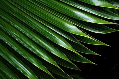 Palm Leaf Close Up Background Photography On Pinterest Leaves