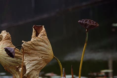 로터스 연꽃 씨앗 꼬투리 말린 Pixabay의 무료 사진 Pixabay