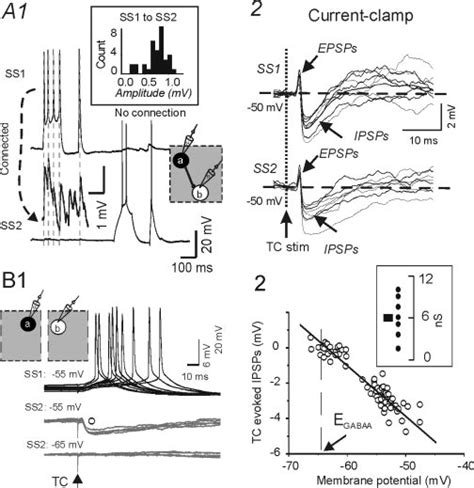 Functional Feedforward Inhibition In Layer Iv Evoked By Thalamocortical