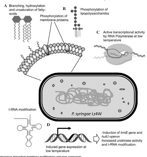 Figure 1 From Molecular Insights Into The Ecology Of A Psychrotolerant