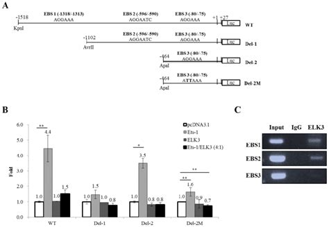 Elk3 Transcriptional Regulation Of Mt1 Mmp A The Mt1 Mmp Promoter