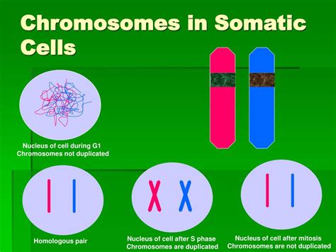 Ppt Mitosis Powerpoint Presentation Free Download Id5147082