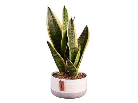 Зелени растения Лидл Oferta Bg