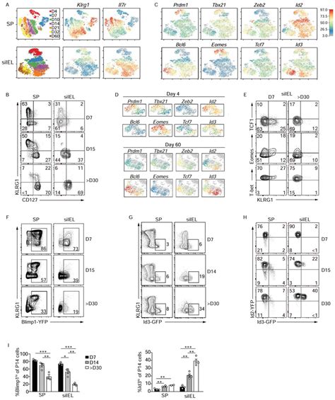 Heterogenous Populations Of Tissue Resident Cd8 T Cells Are Generated