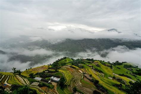 Mastering The Lysogenic Cycle A Step By Step Guide Learn Wise Daily