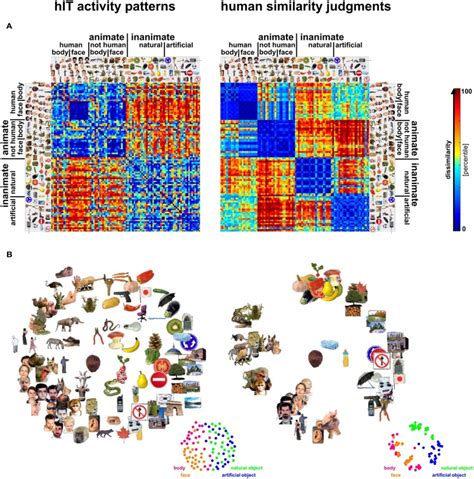Representational Dissimilarity Matrices Rdms And Mds Arrangements For