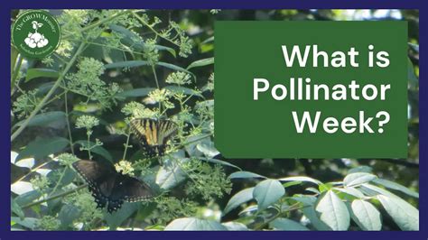 What Is Pollinator Week The Grow Monster