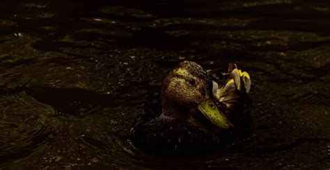 Premium Photo Yellow Duck