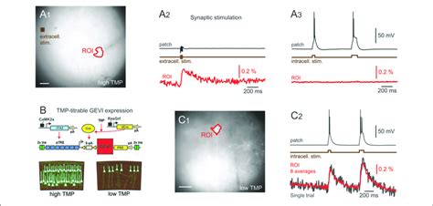 D Cre Modulated Sparse Expression Strategies Enable Single Cell Download Scientific Diagram