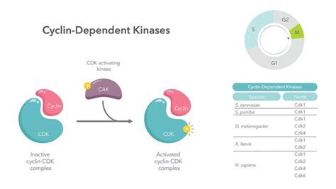 13 Cdk Activation Royalty Free Photos And Stock Images Shutterstock