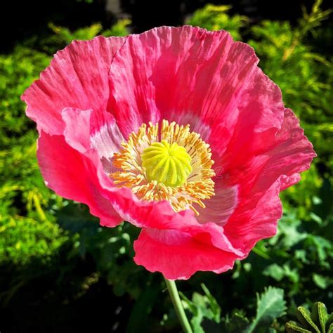 Pink Poppy Stock Image Image Of Pretty Poppy Garden 79893993