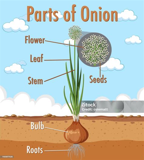 Diagram Memperlihatkan Bagian Bawang Ilustrasi Stok Unduh Gambar