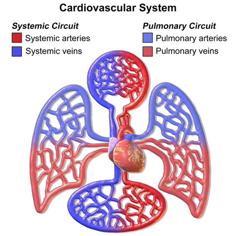 Systemic And Pulmonary Circulatory Systems