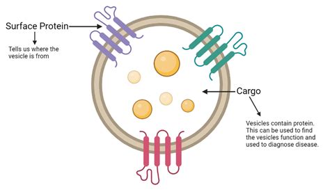 Extracellular Vesicles In Cancer Oncobites