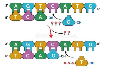 Dna Replication Process Stock Illustrations 470 Dna Replication Process Stock Illustrations