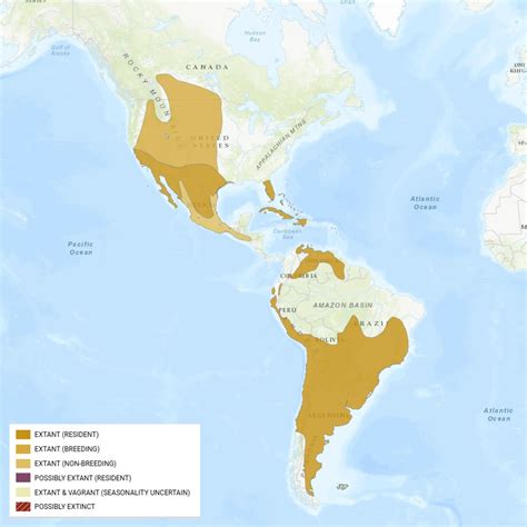 Definitive Guide To Burrowing Owl Facts Habitat Conservation Status