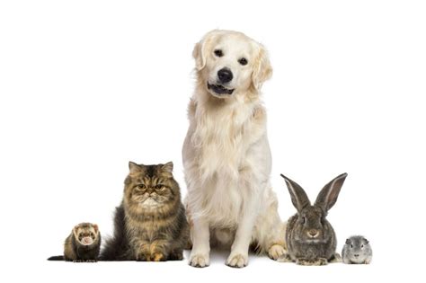 Pets Joy Latest Products That Help Deshaizs Cafe