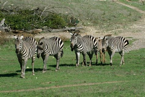 Zebra Sex Stock Photo Image Of Love Black Burchelli
