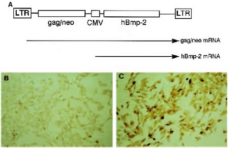 A Map Of The Genome Of Replication Defective Recombinant Retrovirus