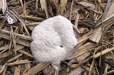 How To Kill Fungus In Mulch Step By Step Guide 2025