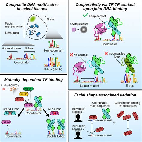 Dna Guided Transcription Factor Cooperativity Shapes Face And Limb Mesenchyme Cell