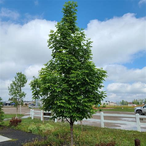 Ash Prairie Spire Green