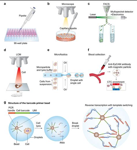 Single Cell Dna Sequencing