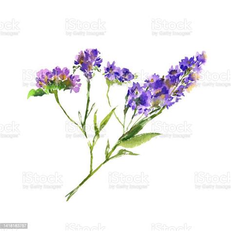 라벤더 꽃 수채화 꽃다발 그림 꽃 인사말 카드 장식 결혼식 초대장 꽃 디자인 0명에 대한 스톡 벡터 아트 및 기타 이미지 0명 가벼운 결혼식 Istock