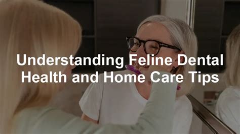 Understanding Feline Dental Health And Home Care Tips Best For The Cats