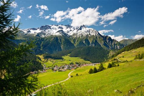 Varieties Of Catnip Plants