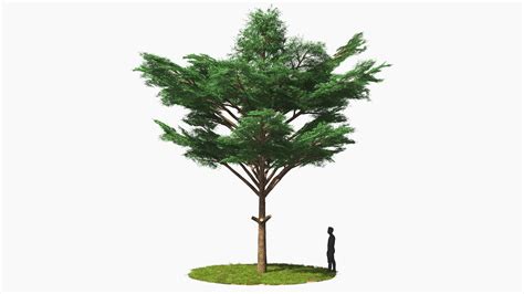 D Tree Wind Animation TurboSquid D Tree Wind Animation TurboSquid