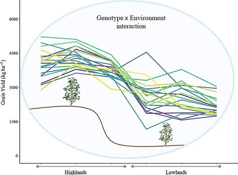 Soybean Grain Yield Is Constantly Influenced By The Effects Of Genotype