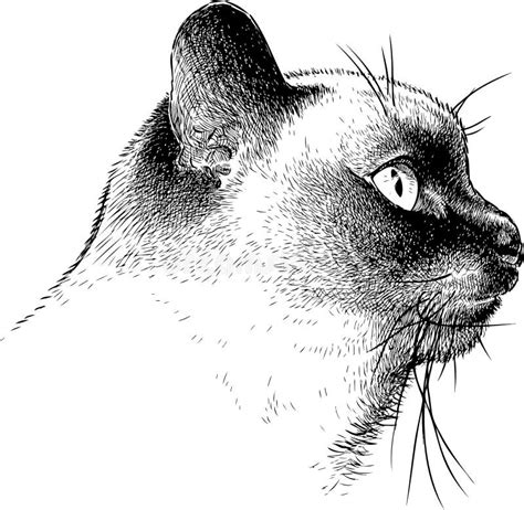 Thai Siamese Cat Stock Illustrations Thai Siamese Cat Stock Illustrations Vectors