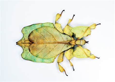 Leaf Insect Phyllium Pulchrifolium Isolated On White Yellow Form