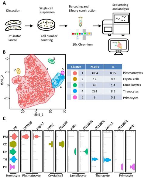 figure 1 from single cell rna sequencing identifies novel cell types in