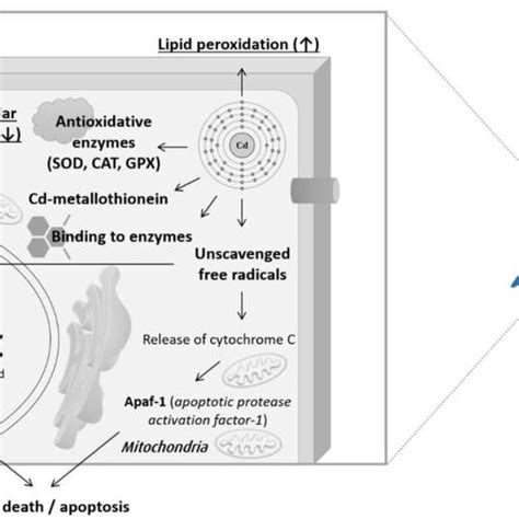 A Three Dimensional Pca Plot Generated From Principal Component
