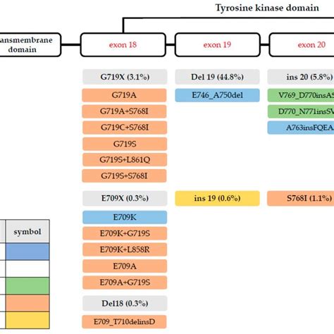 Structure Of Egfr Revealing Common And Uncommon Mutations Compared