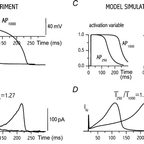 Dependency Of Ergtx Sensitive Current I Kr On Action Potential