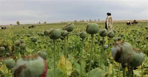 ستاد مبارزه با مواد مخدر ایران تولید مواد مخدر در افغانستان کاهش