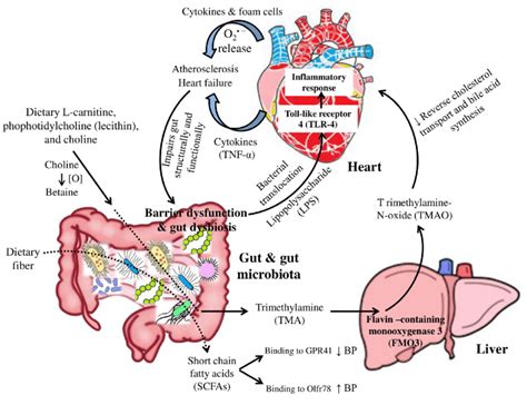 Schematic Representation Of Gut Heart Axis Download Scientific Diagram