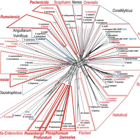 Concatenated Split Network Tree Based On Eight Gene Loci The Ftsz