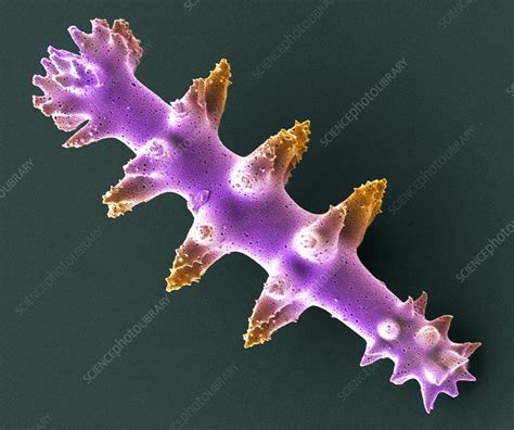 Sponge Spicule Sem Stock Image Z1200050 Science Photo Library