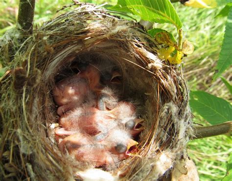 Goldfinches Love Thistles Oakland County Blog