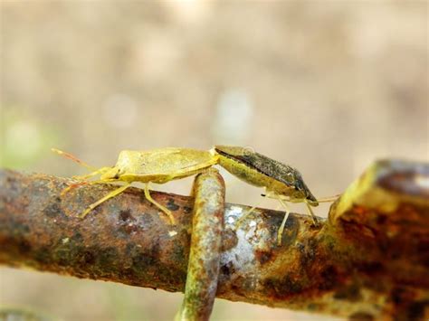 Mating Stink Bugs 3 Stock Photo Image Of Stink Pests 61842258