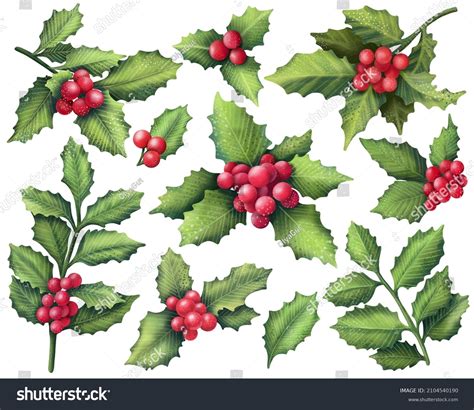 워터컬러 홀리 베리 클립파트 세트 손으로 스톡 일러스트 2104540190 Shutterstock